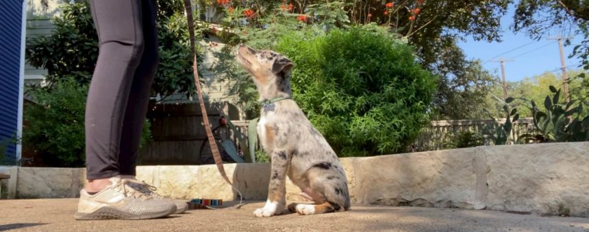 Canine Coaching – Train My Dogs Austin